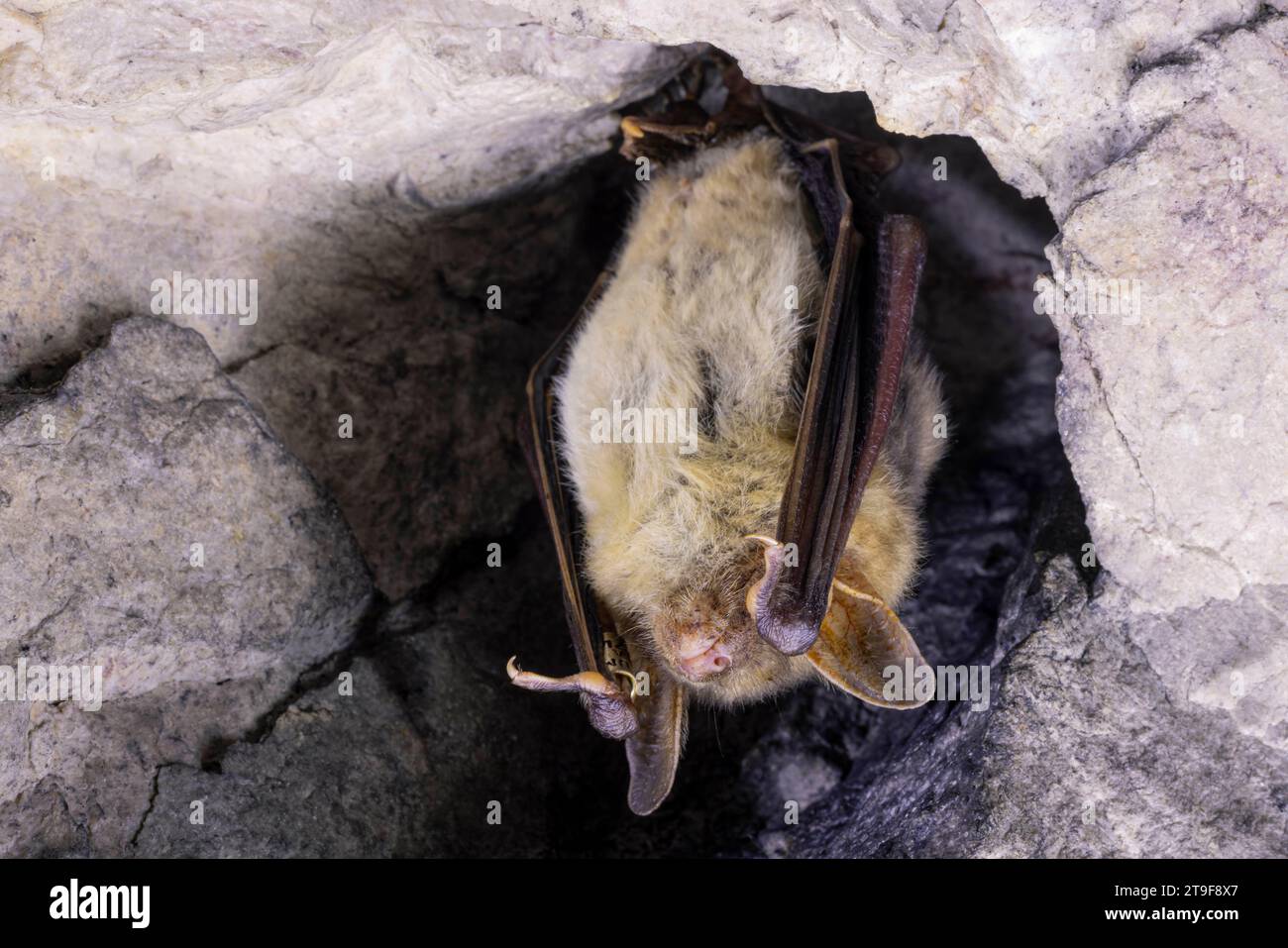 Close up strange animal Greater mouse-eared bat Myotis myotis hanging ...
