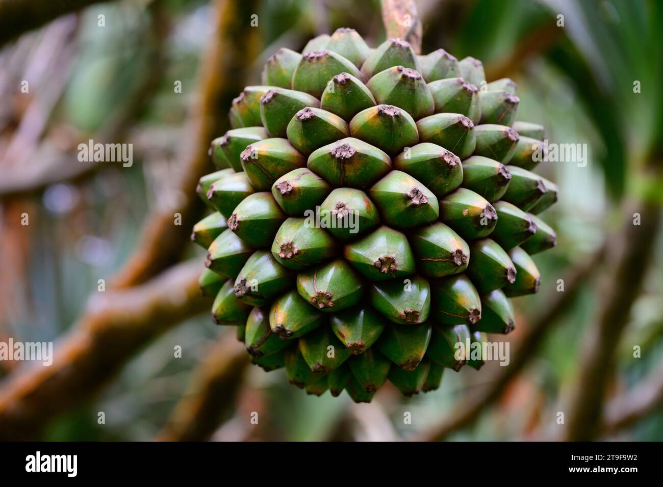 Pandanus hi-res stock photography and images - Alamy