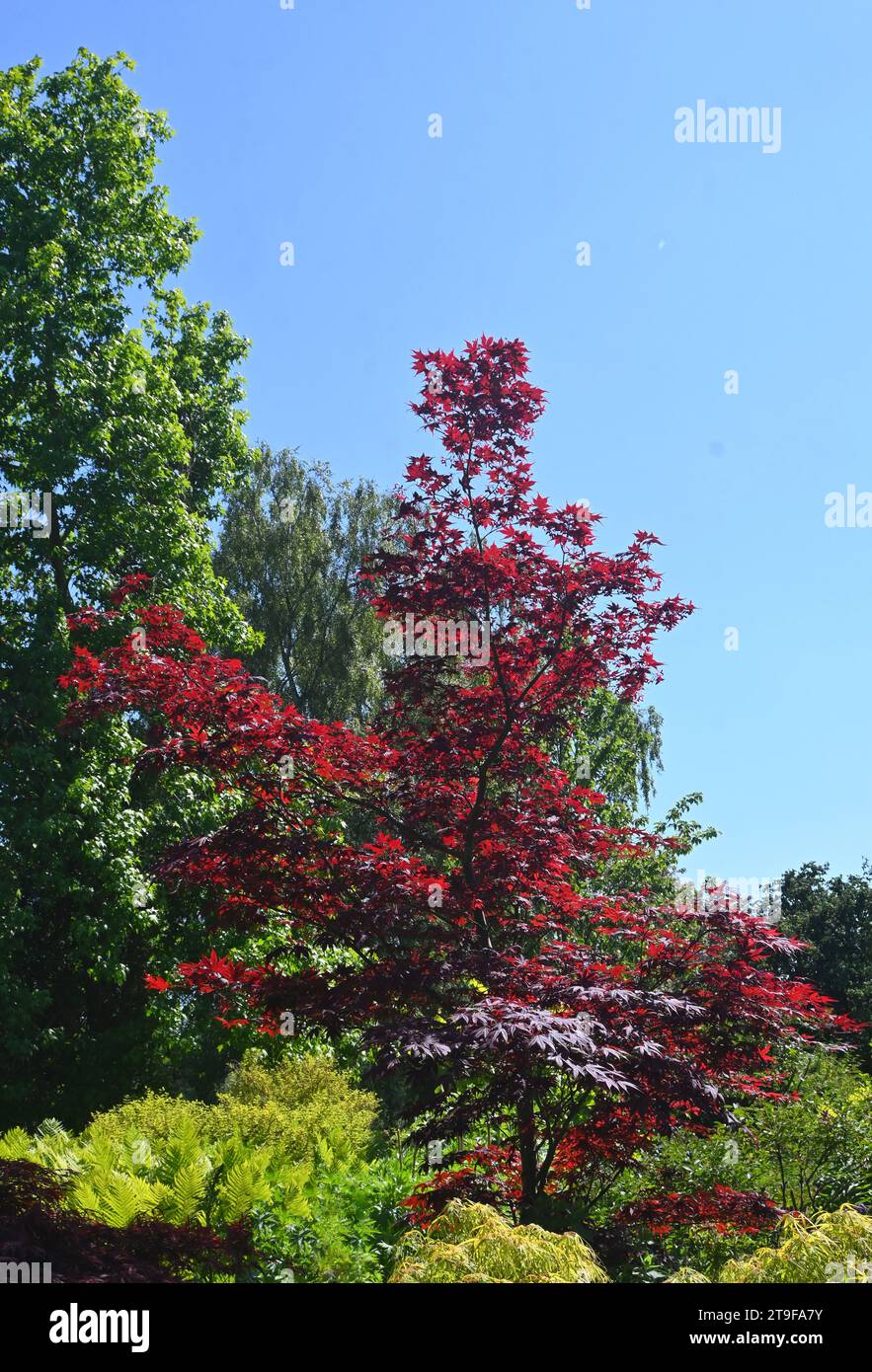 Acer Palmatum Red Emperor Stock Photo - Alamy