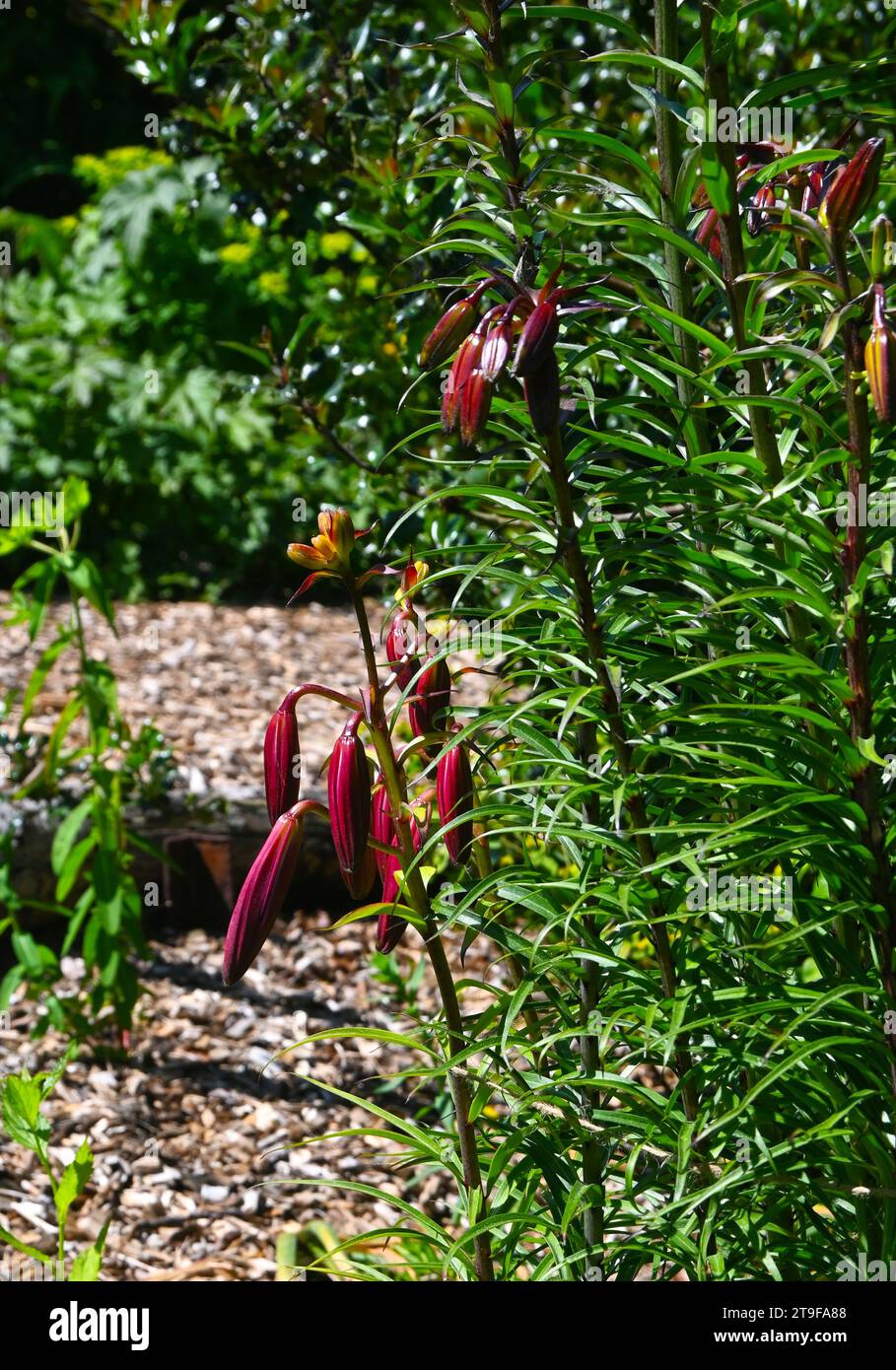 Lily buds hi-res stock photography and images - Alamy
