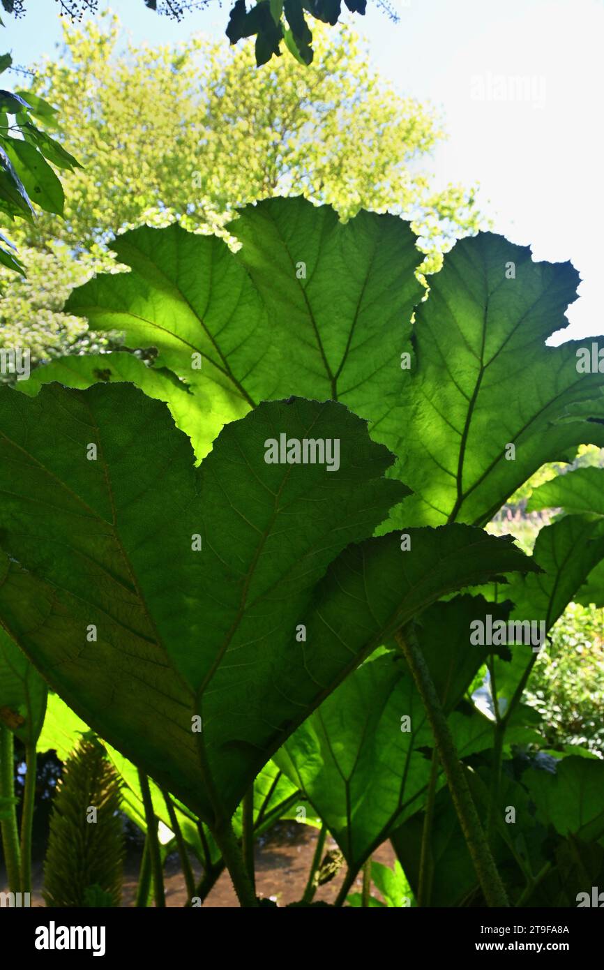 giant rhubarb, gunnera manicata Stock Photo - Alamy