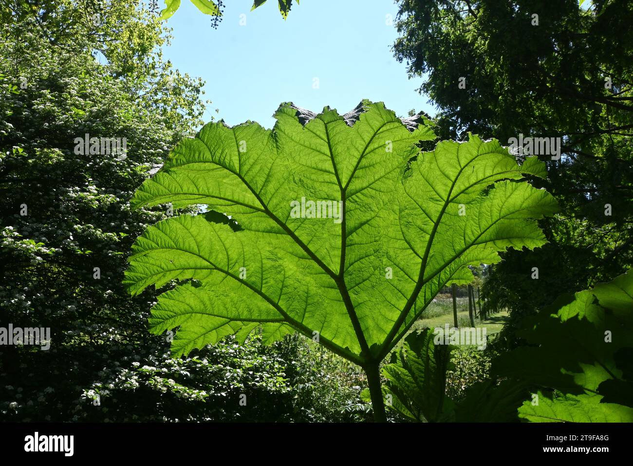 Large gunnera plants hi-res stock photography and images - Alamy