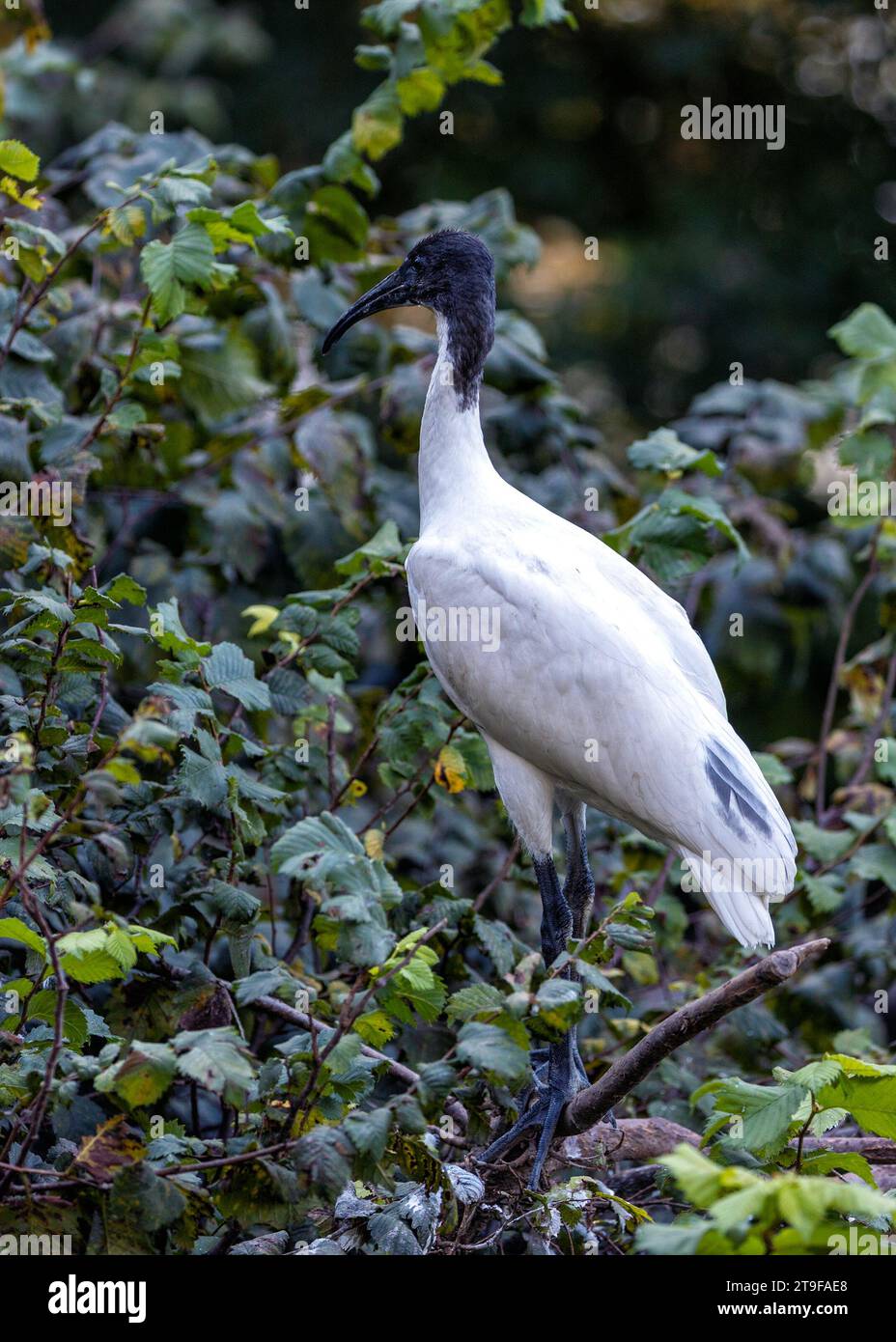 Behold the spiritual allure of the Malagasy Sacred Ibis (Threskiornis ...