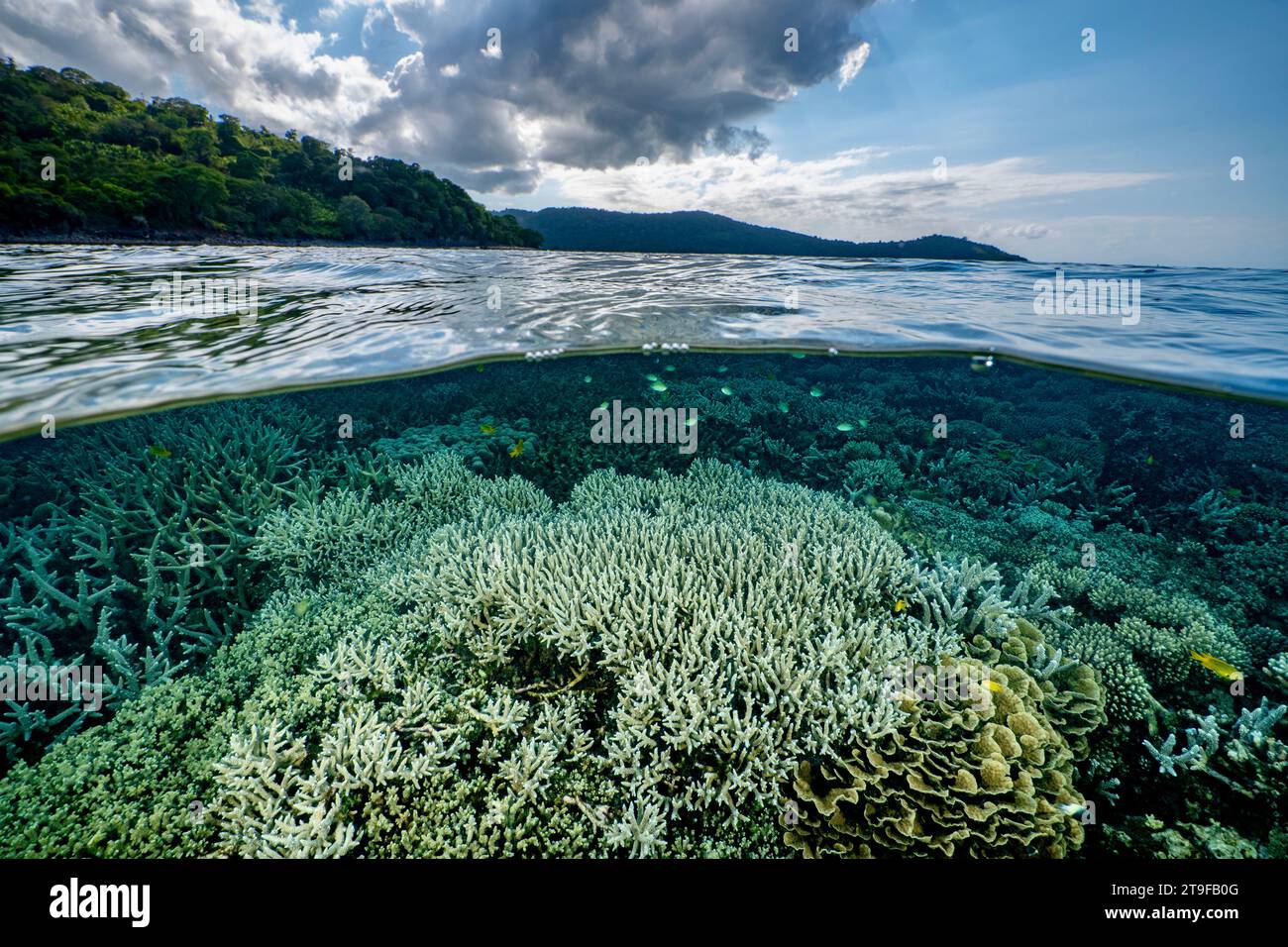 Swim at low tide over the coral reef of Mayotte lagoon Indian Ocean ...