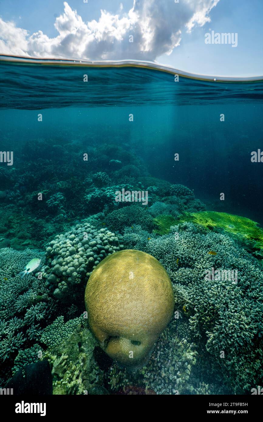 Swim at low tide over the coral reef of Mayotte lagoon Indian Ocean ...