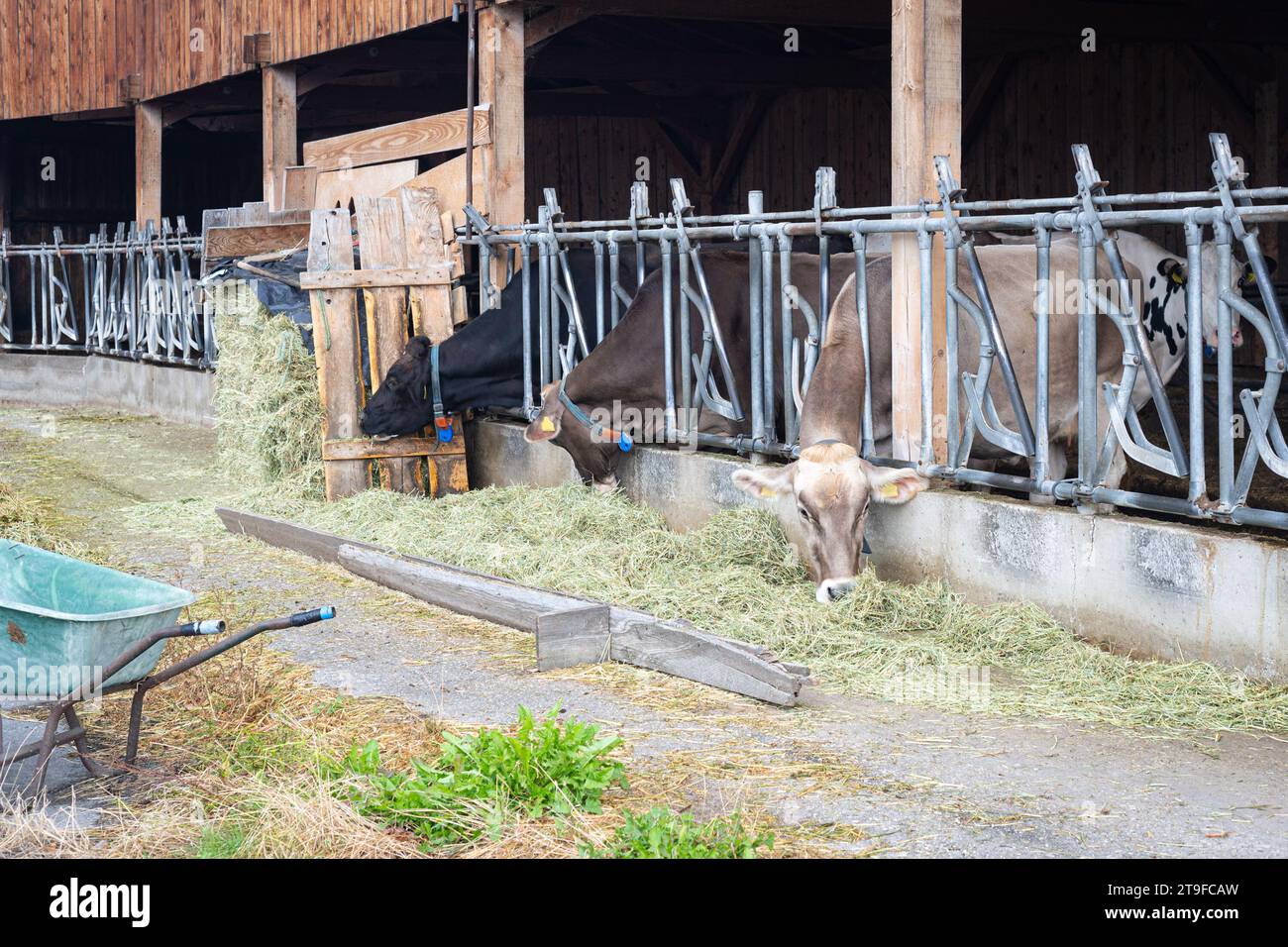 Agriculture farming fence stable hi-res stock photography and images ...