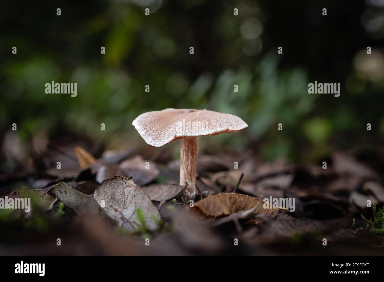 Twiglet hi-res stock photography and images - Alamy