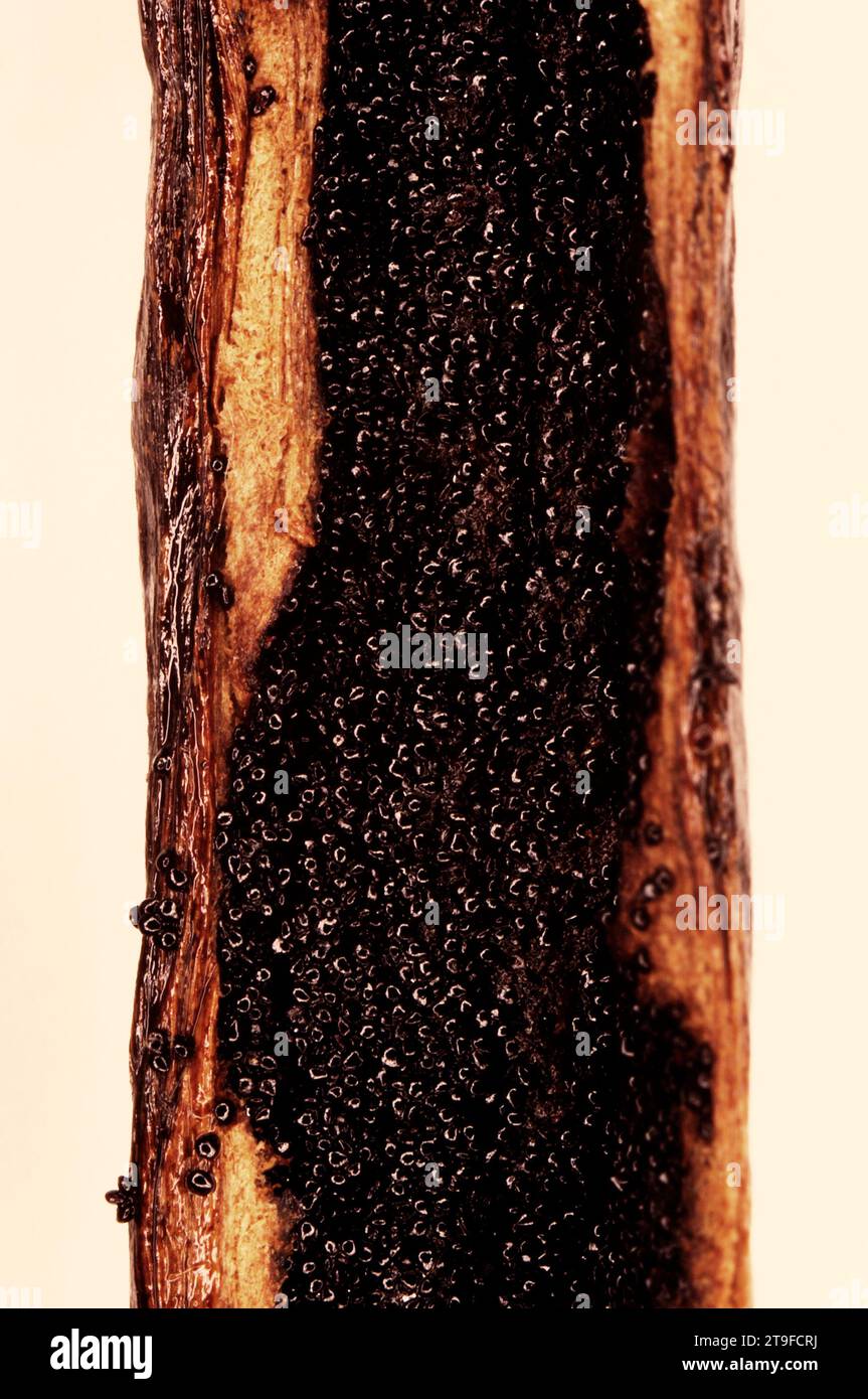 Vanilla planifolia ‘Vanilla Orchid’ – SEED POD & SEEDS Stock Photo - Alamy