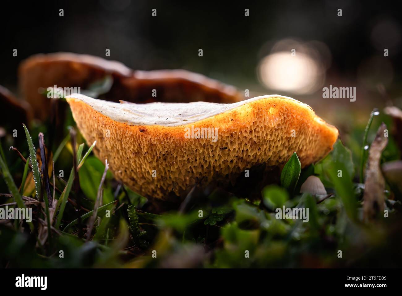 Suillus collinitus mushroom, a species of Slippery jacks mushrooms ...