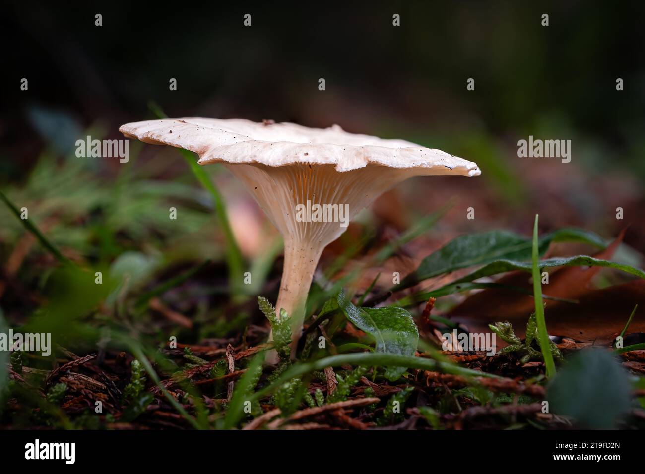 Common funnel mushroom, a species of Funnels, growing through the leaf ...