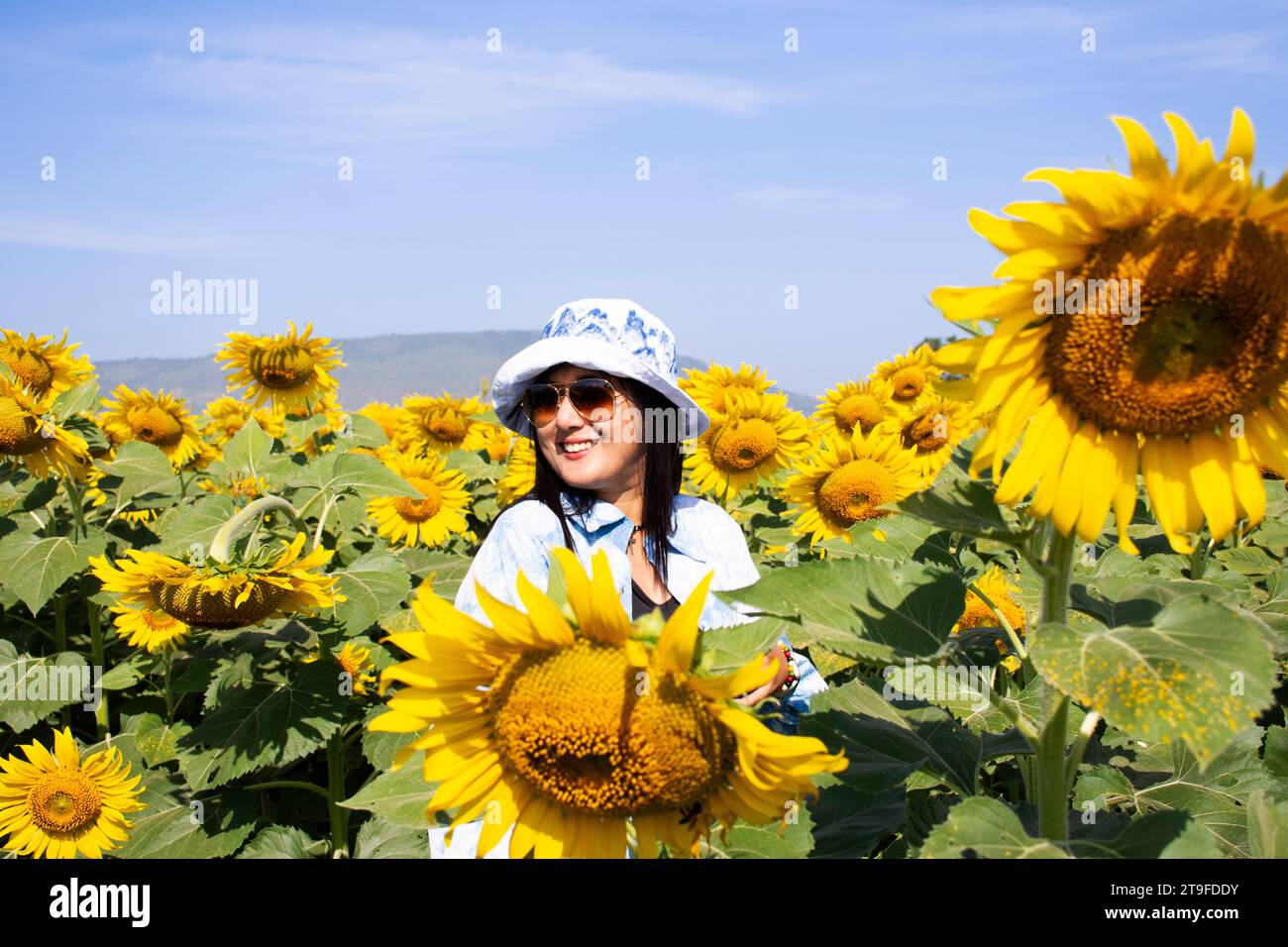 Travelers thai woman people walking travel visit common sunflower ...