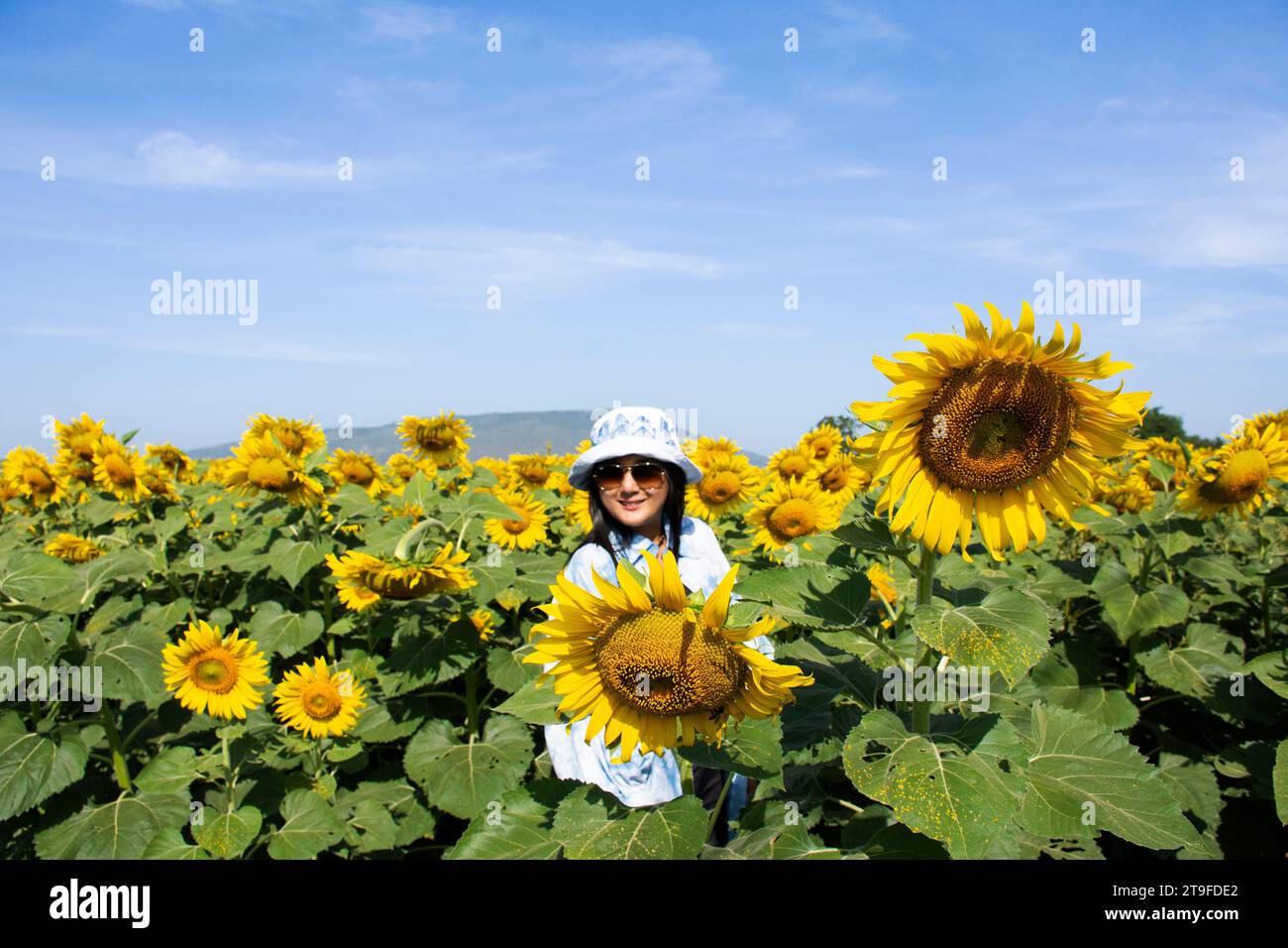Travelers thai woman people walking travel visit common sunflower ...