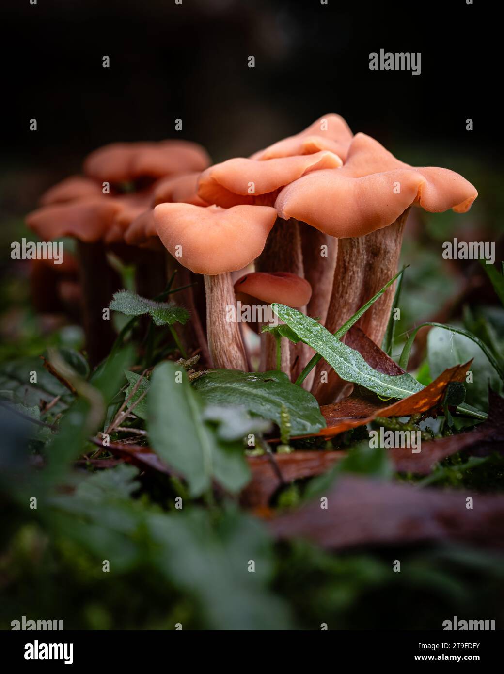 Common Laccaria mushroom, a species of Deceivers mushrooms, growing ...