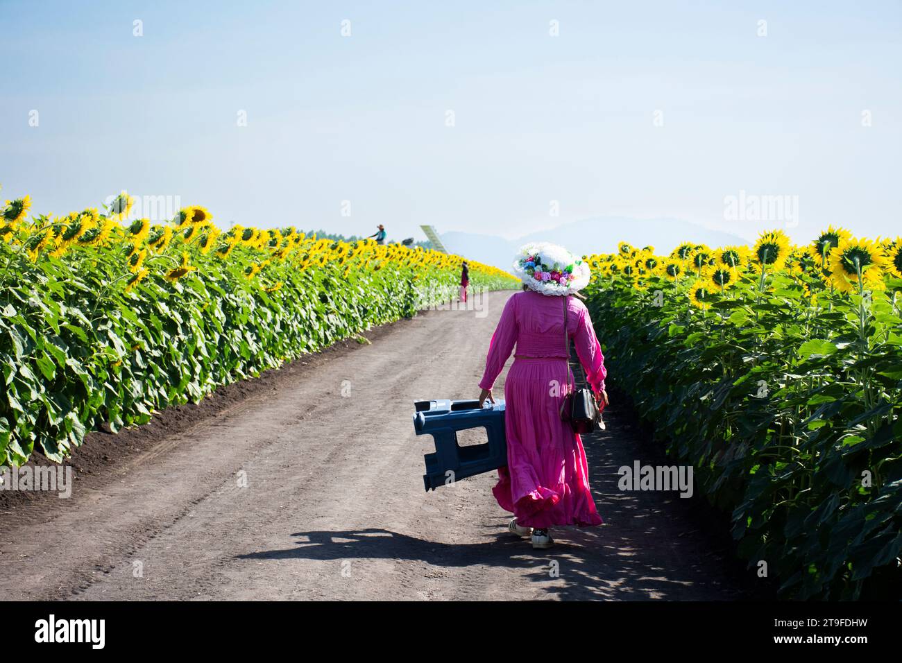 Travelers thai woman people walking travel visit common sunflower ...