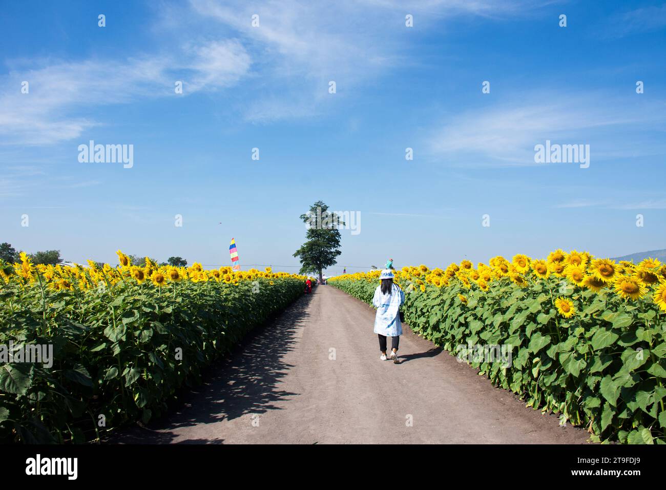 Travelers thai woman people walking travel visit common sunflower ...