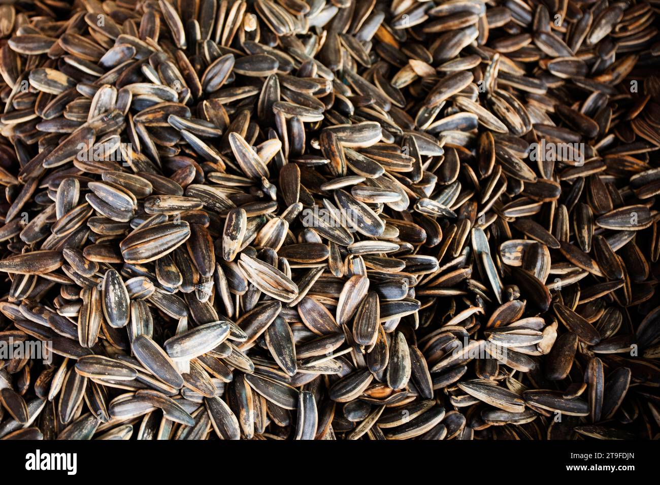 Thai people cooking local food baked sunflowers seeds with shell for ...