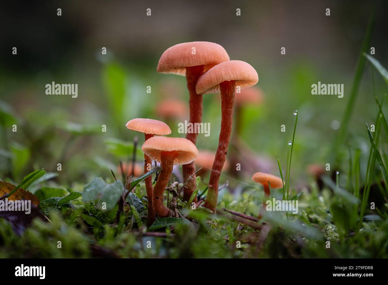 Common laccaria mushroom, a species of Deceivers, growing through the ...