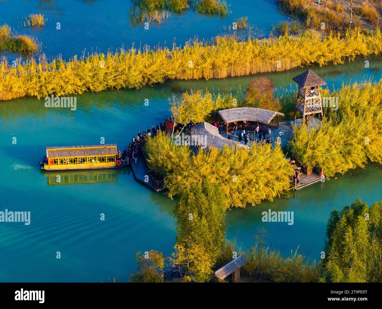SUQIAN, CHINA - NOVEMBER 25, 2023 - Tourists play at metasequoia forest ...