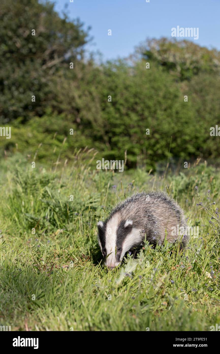 Badger; Meles meles; Cub; UK Stock Photo - Alamy