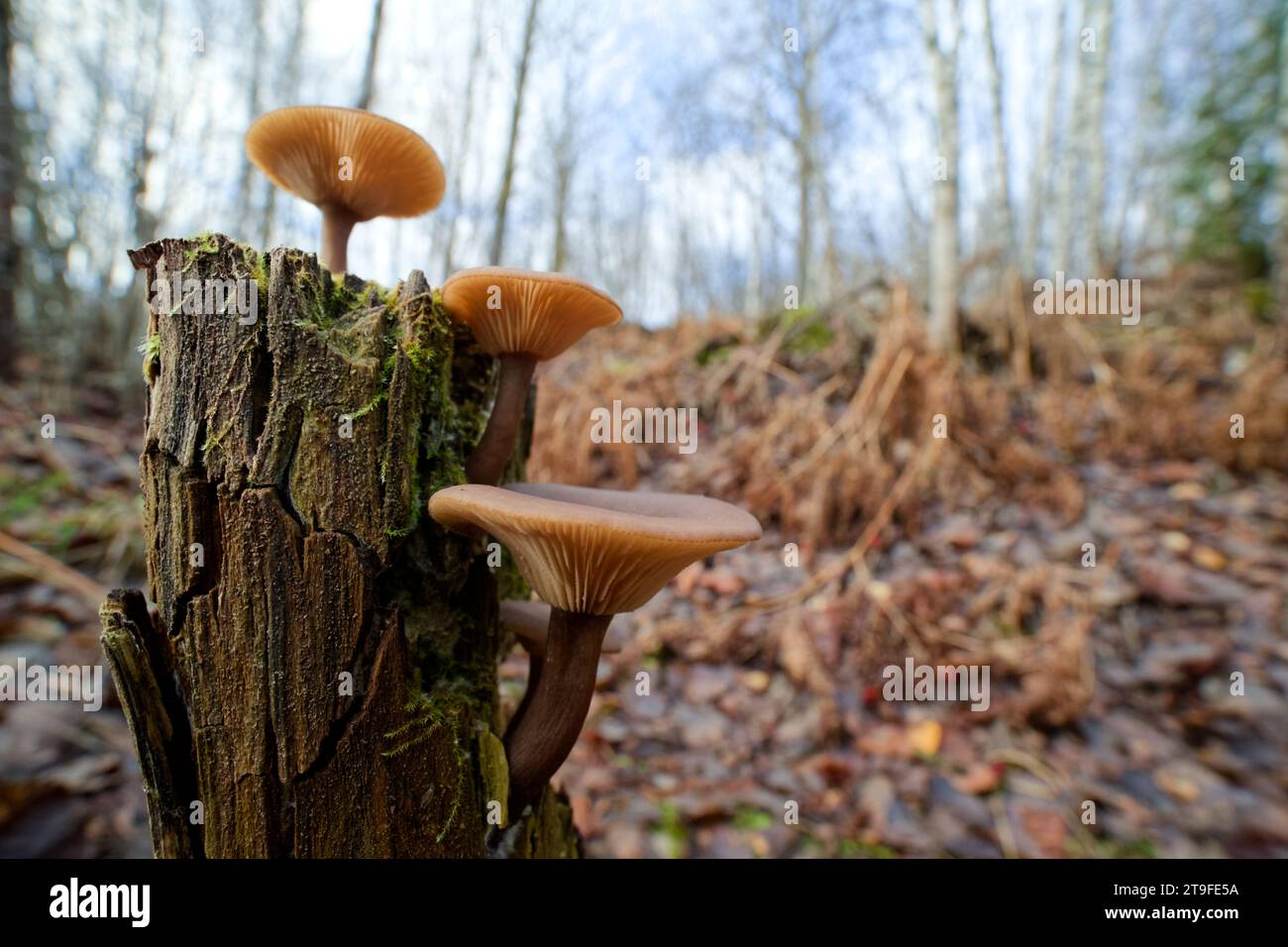 Goblet funnel cap (Pseudoclitocybe cyathiformis Stock Photo - Alamy