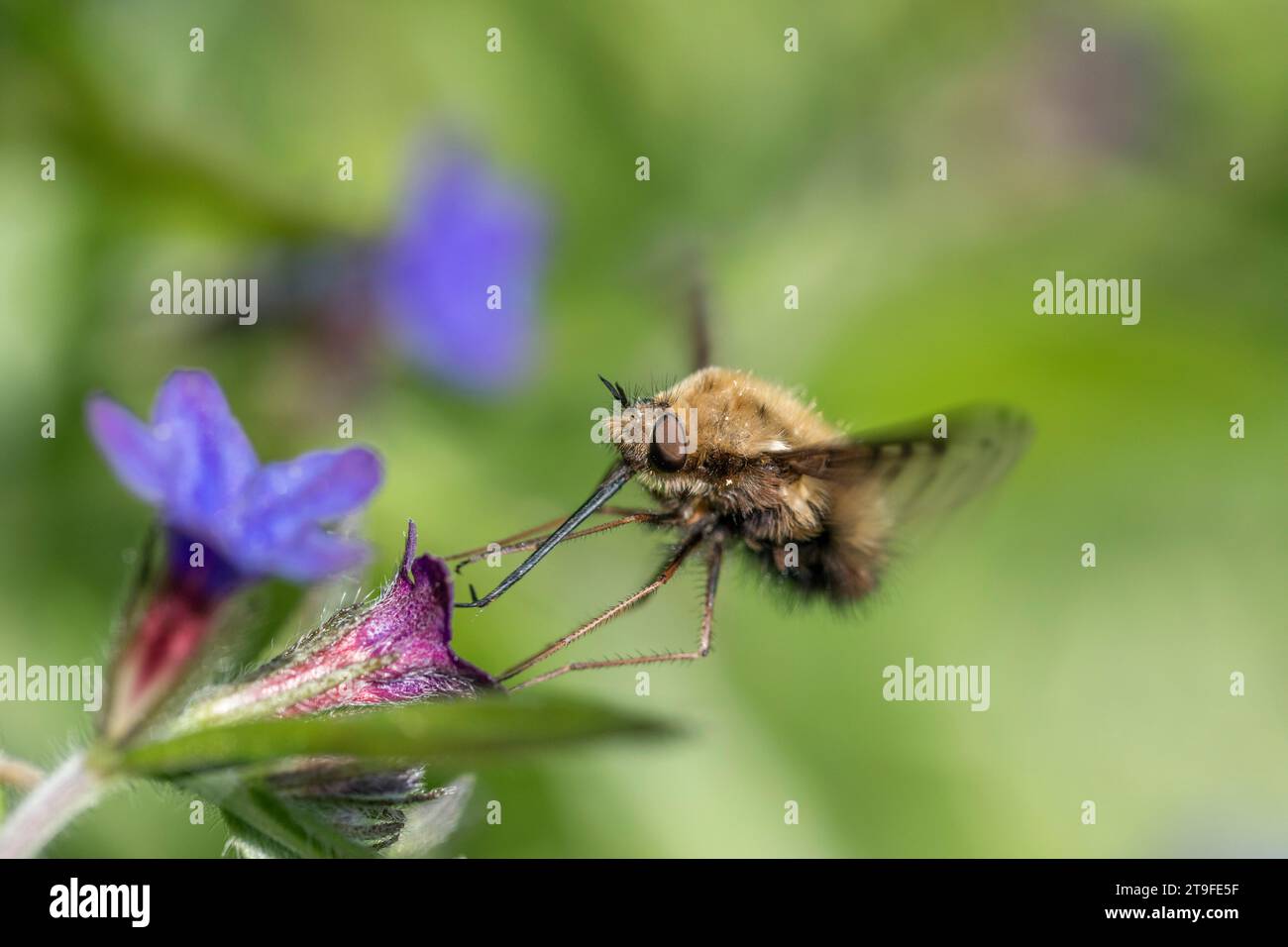 Dotted Bee Fly; Bombylius discolor; Flight; UK Stock Photo - Alamy