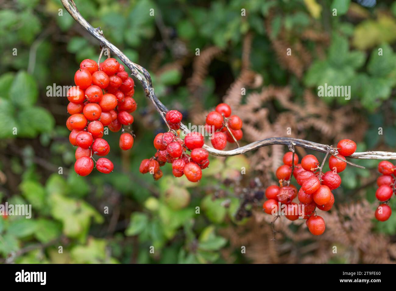 Black Bryony; Dioscorea communis; Berries; UK Stock Photo - Alamy