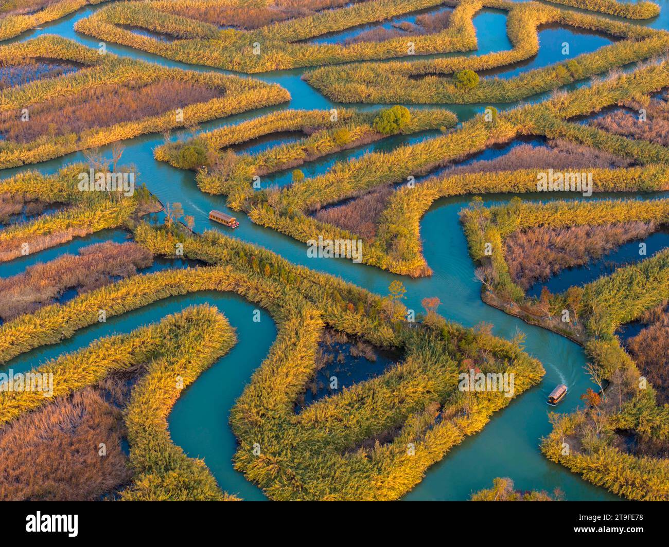 SUQIAN, CHINA - NOVEMBER 25, 2023 - Tourists play at metasequoia forest ...