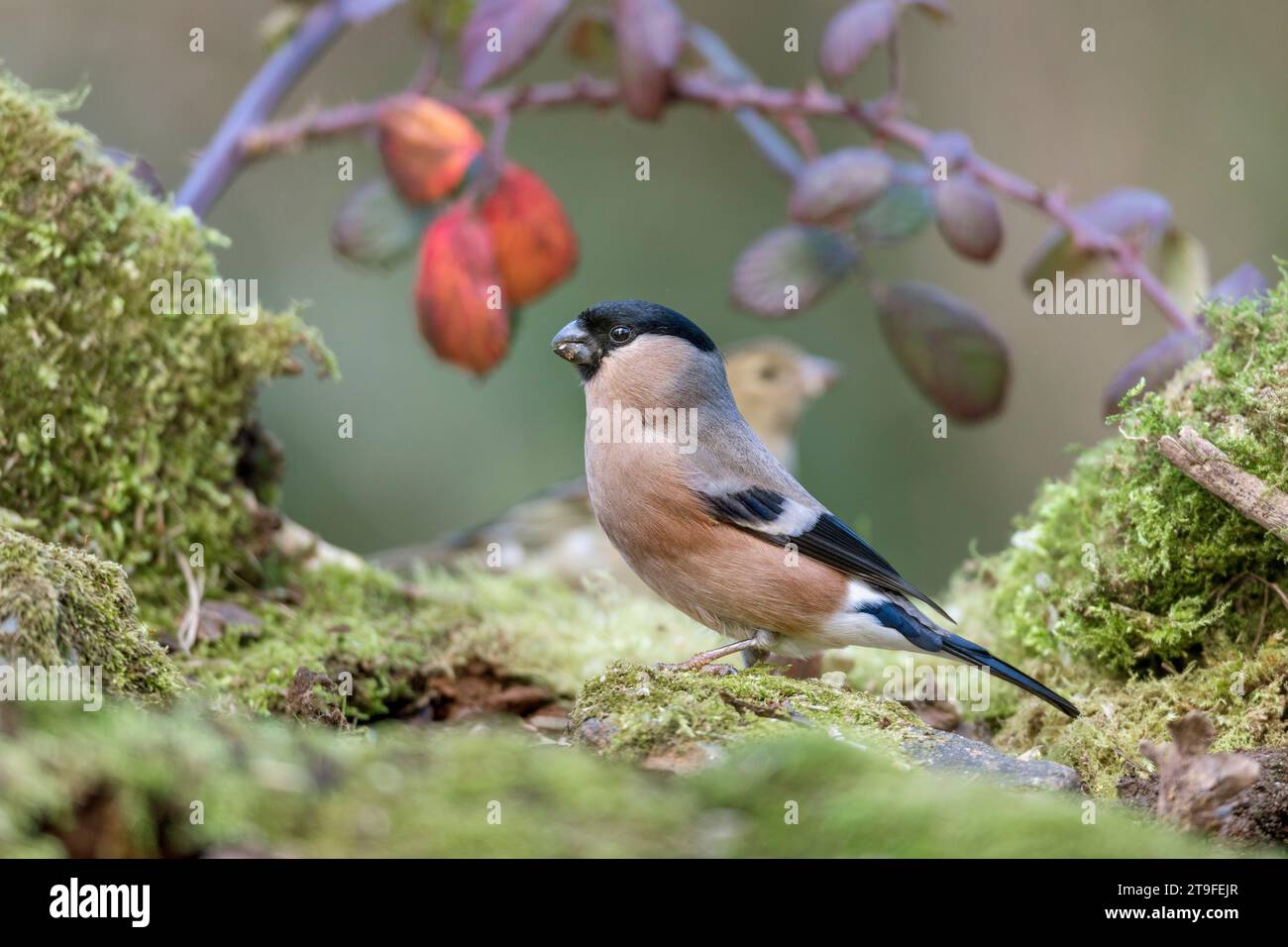 Female bullfinch uk hi-res stock photography and images - Alamy