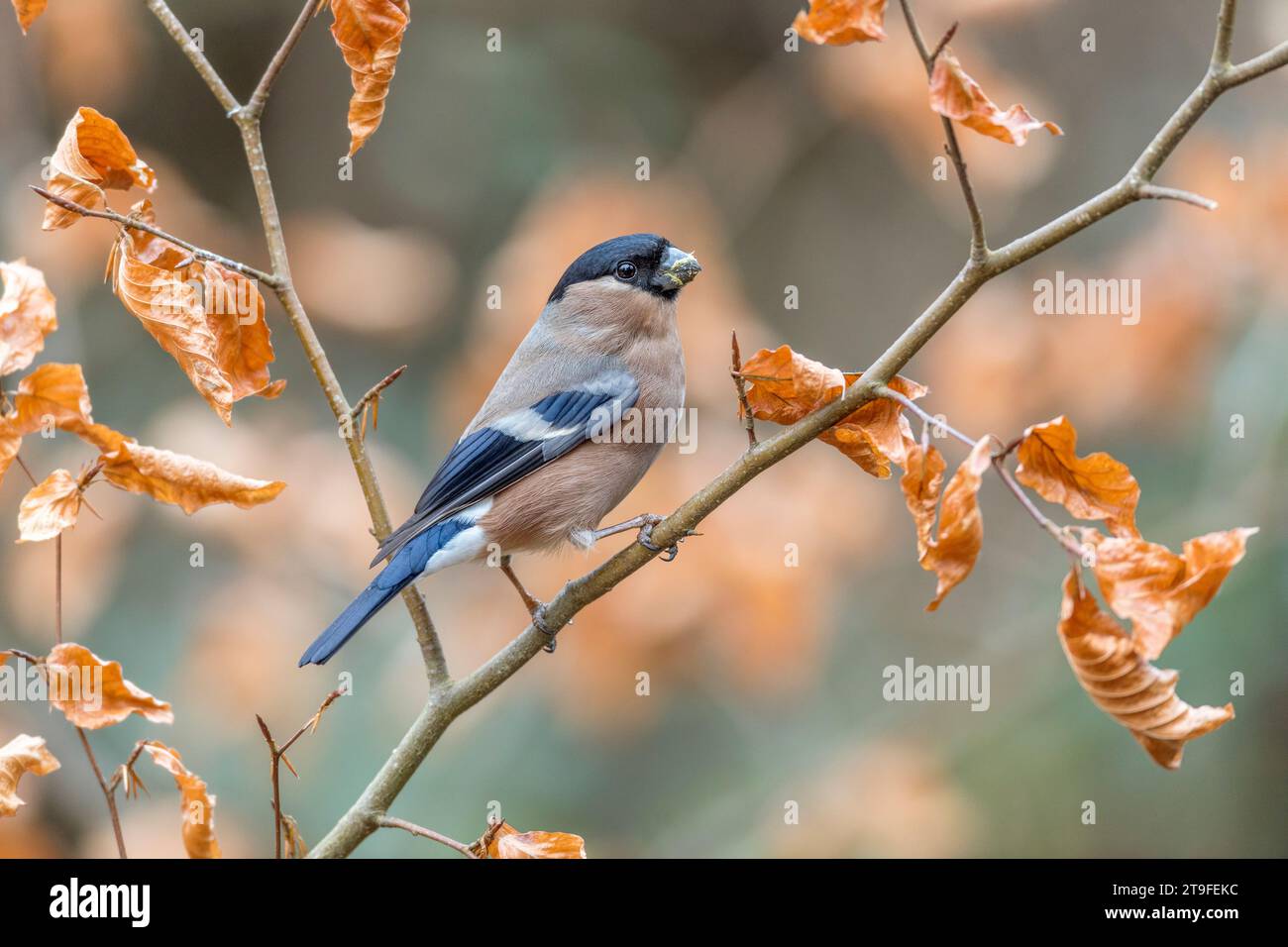 Female bullfinch uk hi-res stock photography and images - Alamy
