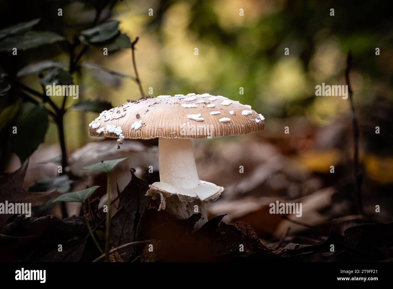 Panther cap mushroom hi-res stock photography and images - Alamy