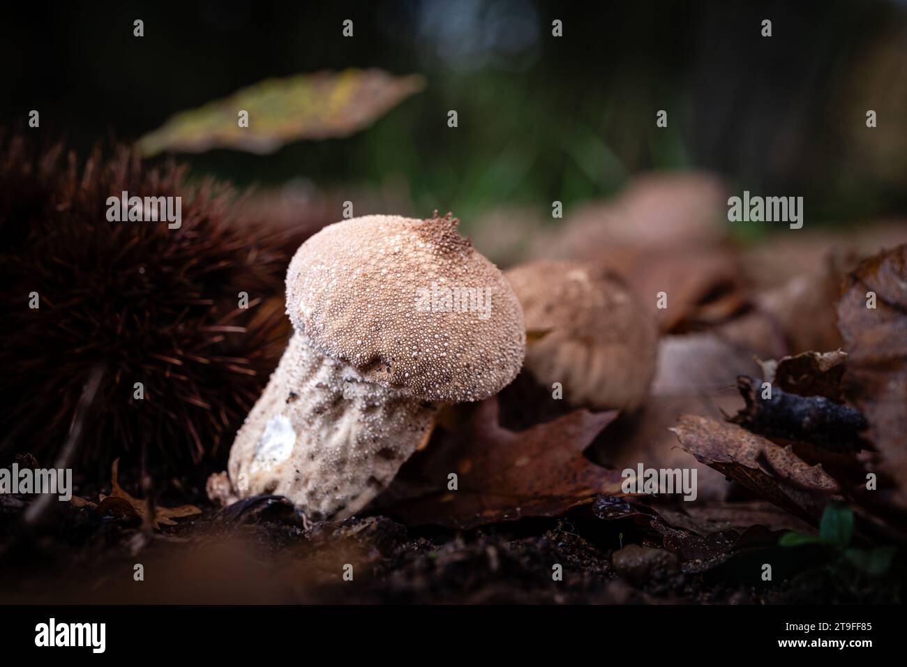 Common puffball mushroom, a species of Lycoperdon mushrooms, growing ...