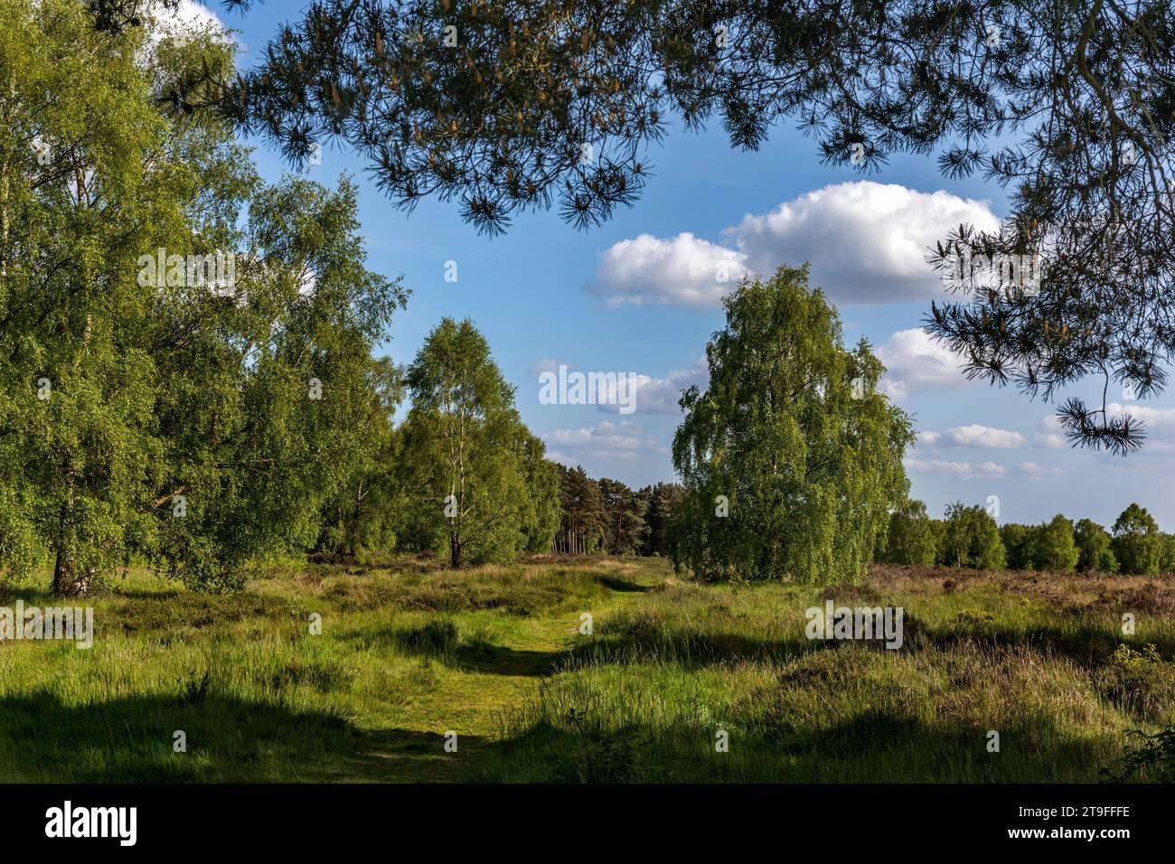Cannock Chase; Brindley Heath; Staffordshire; UK Stock Photo - Alamy