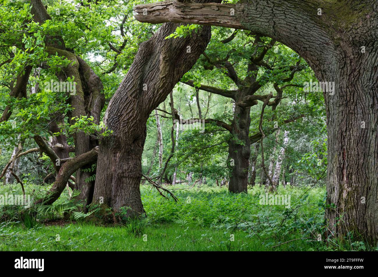 Cannock Chase; Brocton Coppice; Staffordshire; UK Stock Photo - Alamy