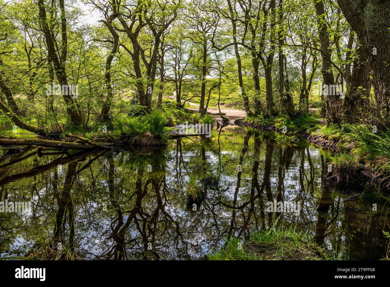 Cannock chase sherbrook spring hi-res stock photography and images - Alamy