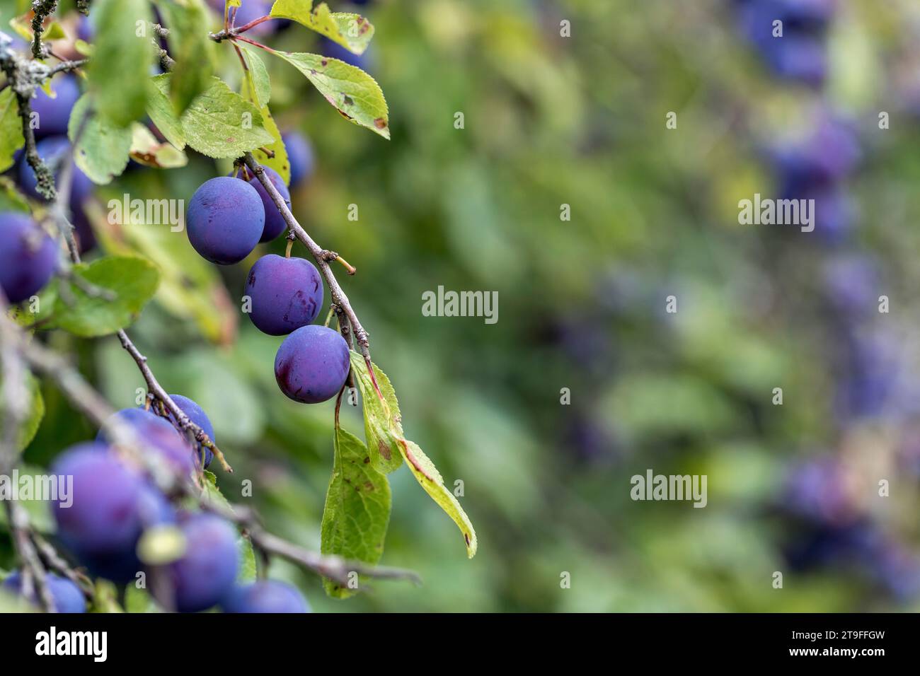 Ripe purple damson hi-res stock photography and images - Alamy
