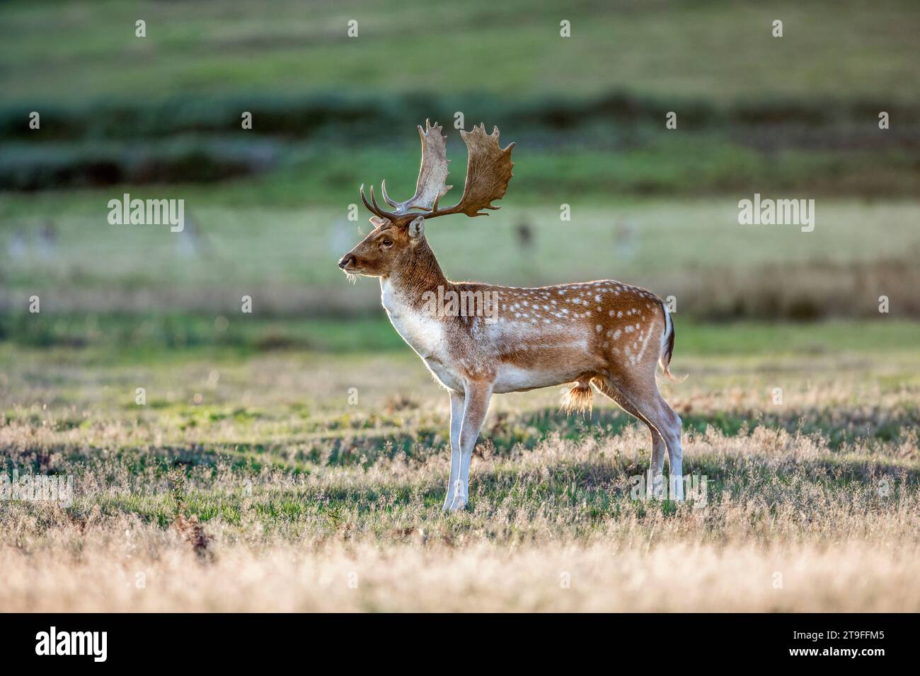Fallow Deer; Dama dama; Buck; UK Stock Photo - Alamy