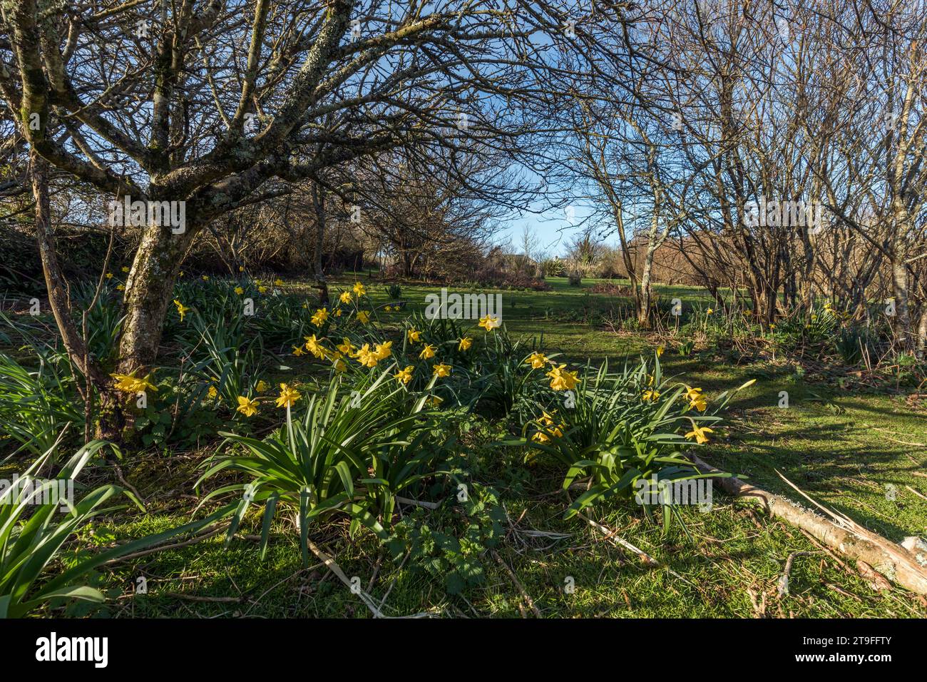 Daffodils in Early Spring; UK Stock Photo - Alamy