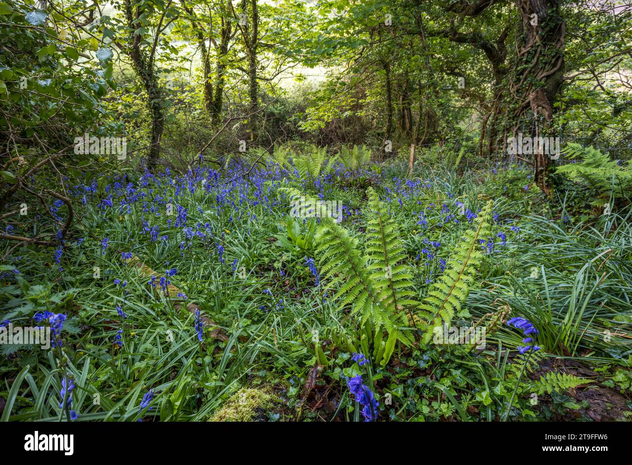 Woodland Glade with Bluebells and Ferns; Spring; UK Stock Photo - Alamy
