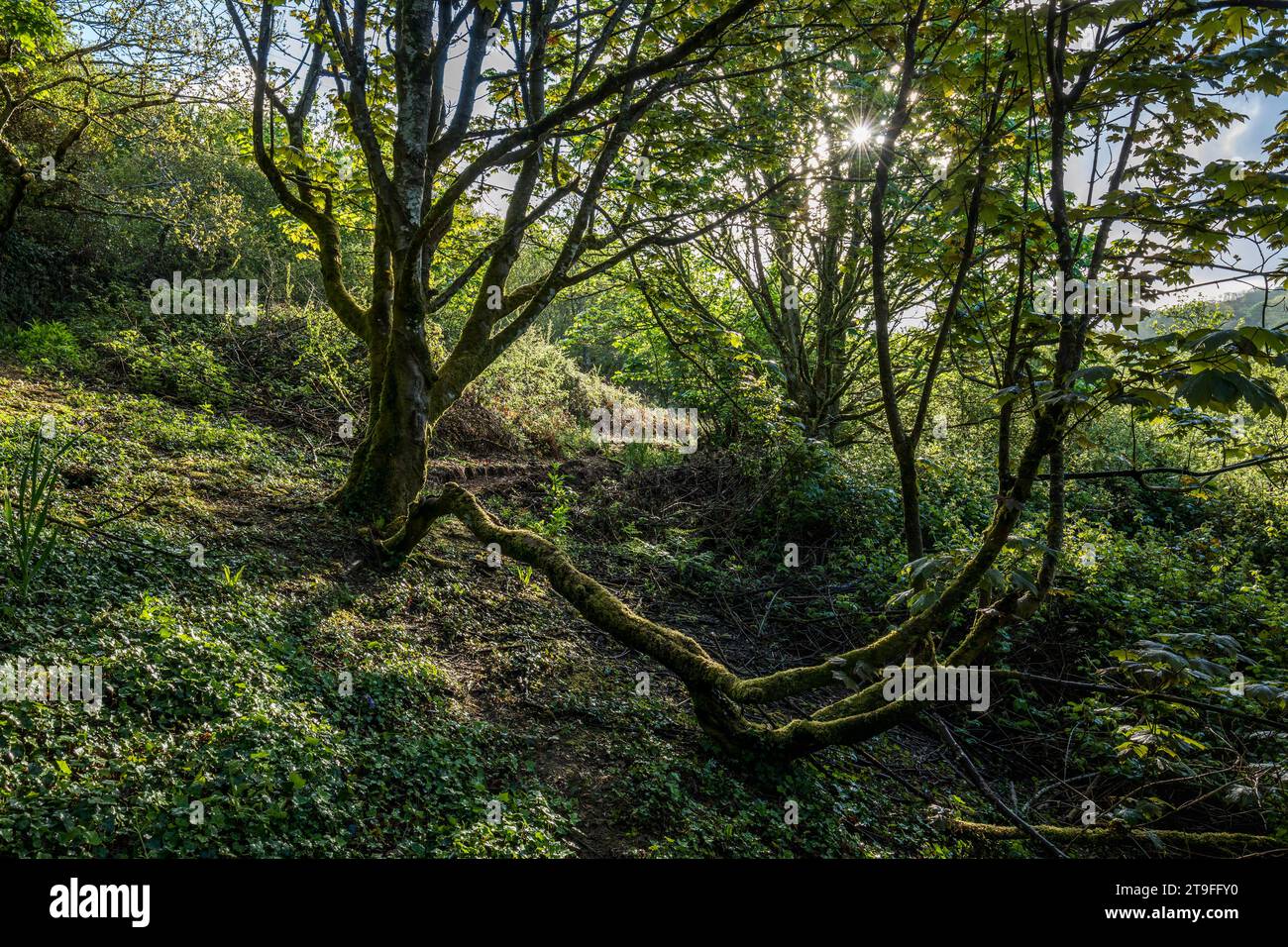 Sycamore Tree; Acer pseudoplatanus; Spring; UK Stock Photo - Alamy