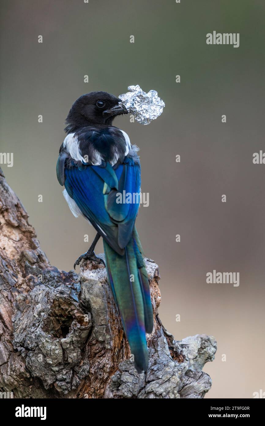Magpie; Pica pica; With Silver Foil; UK Stock Photo - Alamy