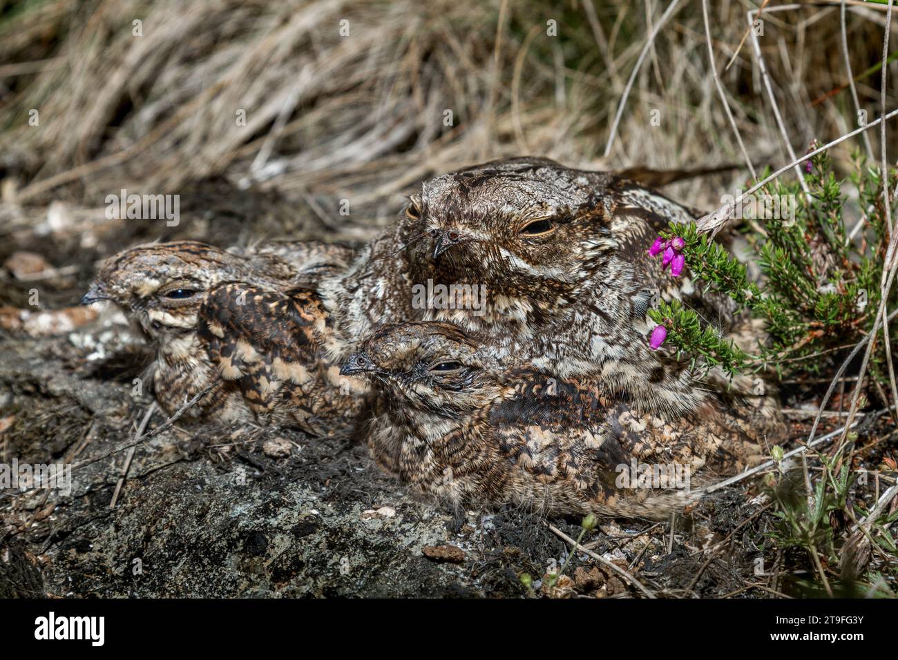 Nighjar hi-res stock photography and images - Alamy