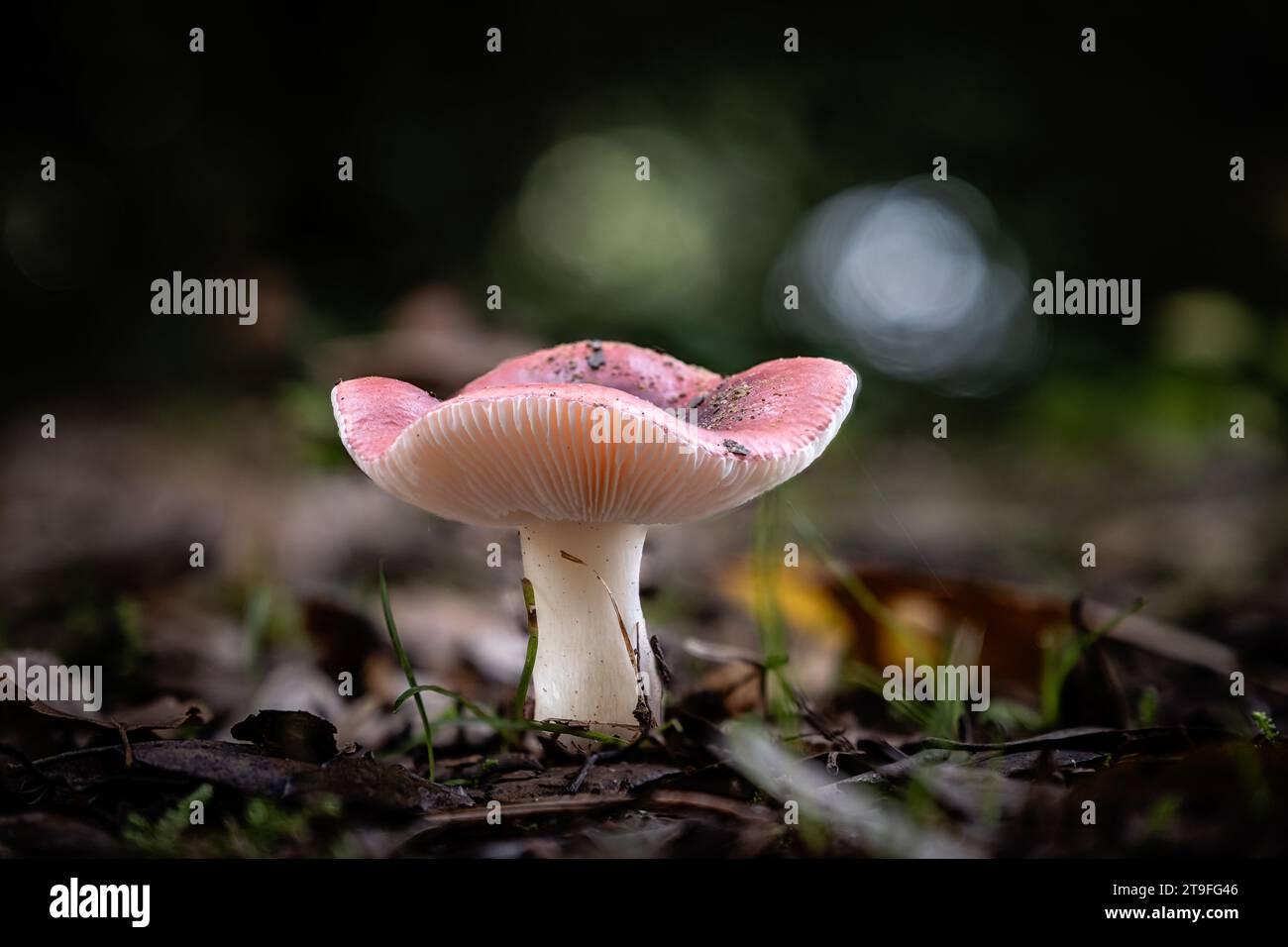 Russula persanguinea mushroom, a species of Russulas, growing through ...
