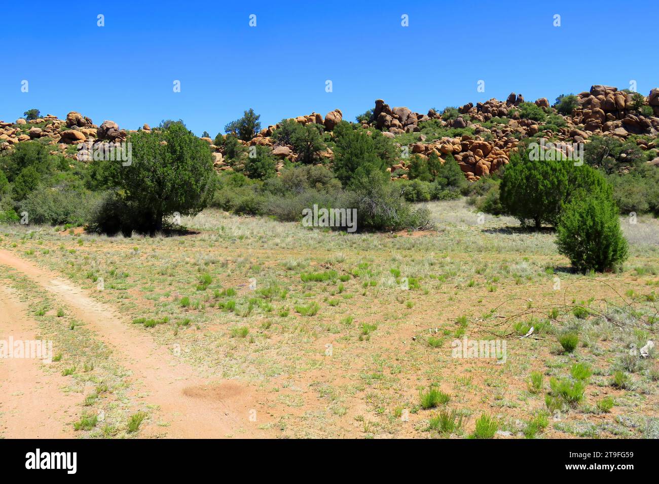 Kaibab National Forest north central in Arizona Stock Photo - Alamy