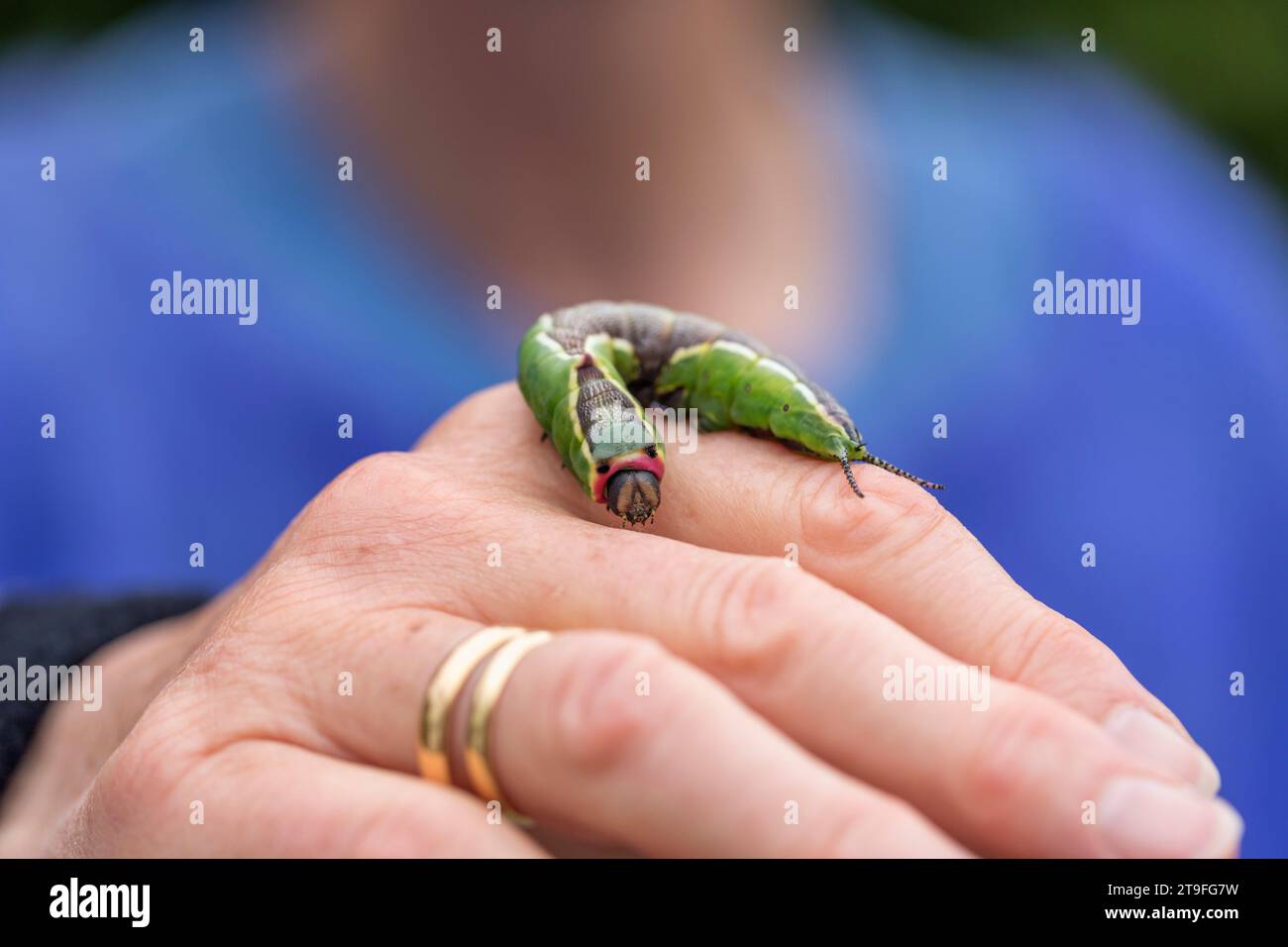 Caterpillar hand uk hi-res stock photography and images - Alamy