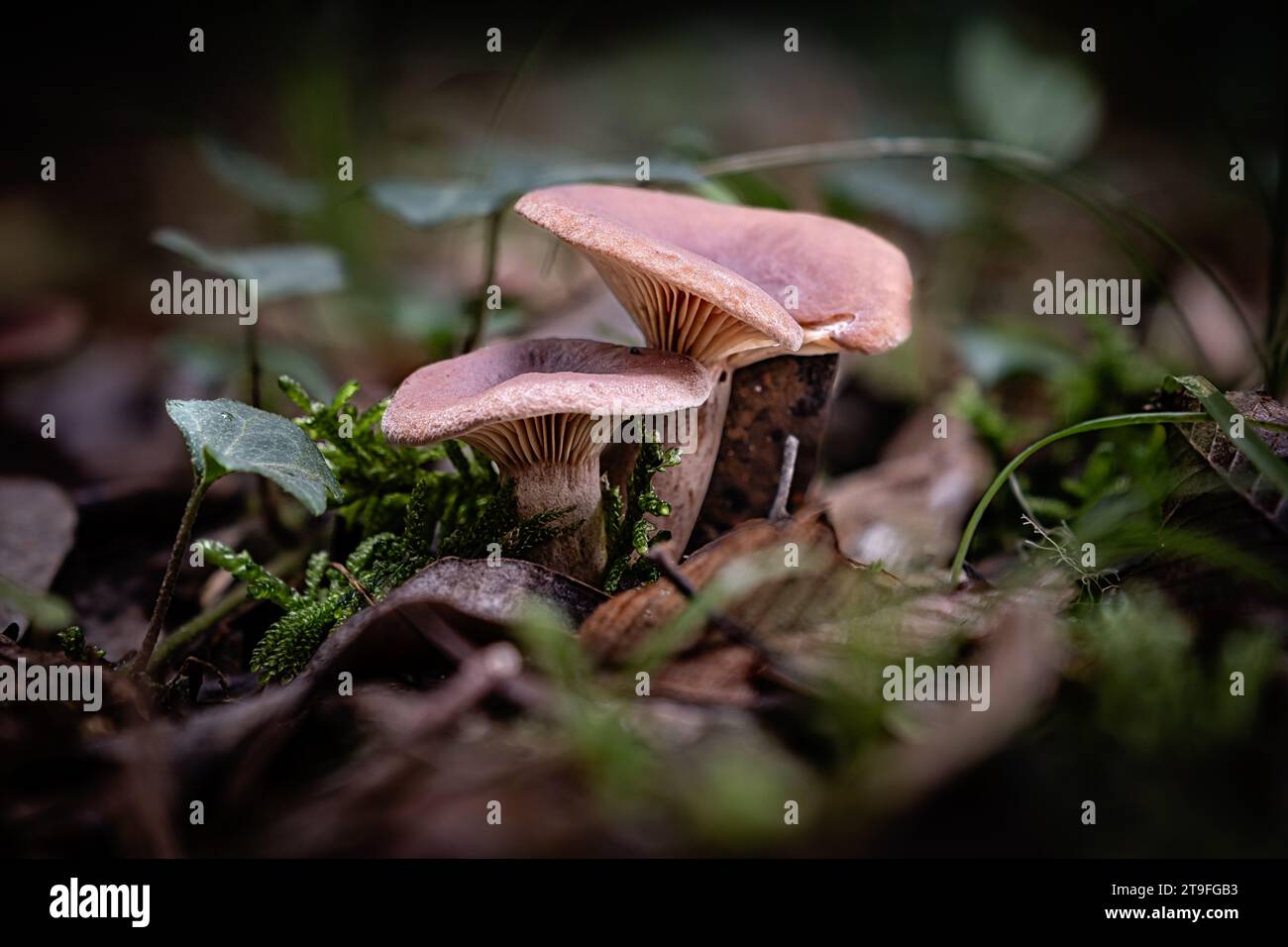 Candy caps hi-res stock photography and images - Alamy