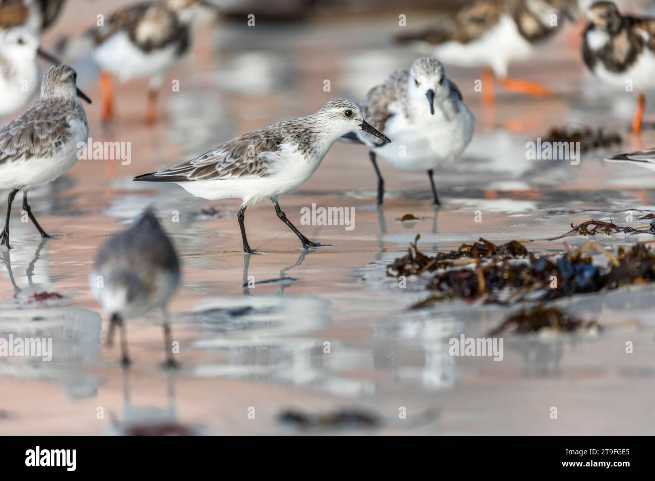 Sanderling winter plumage uk hi-res stock photography and images - Alamy