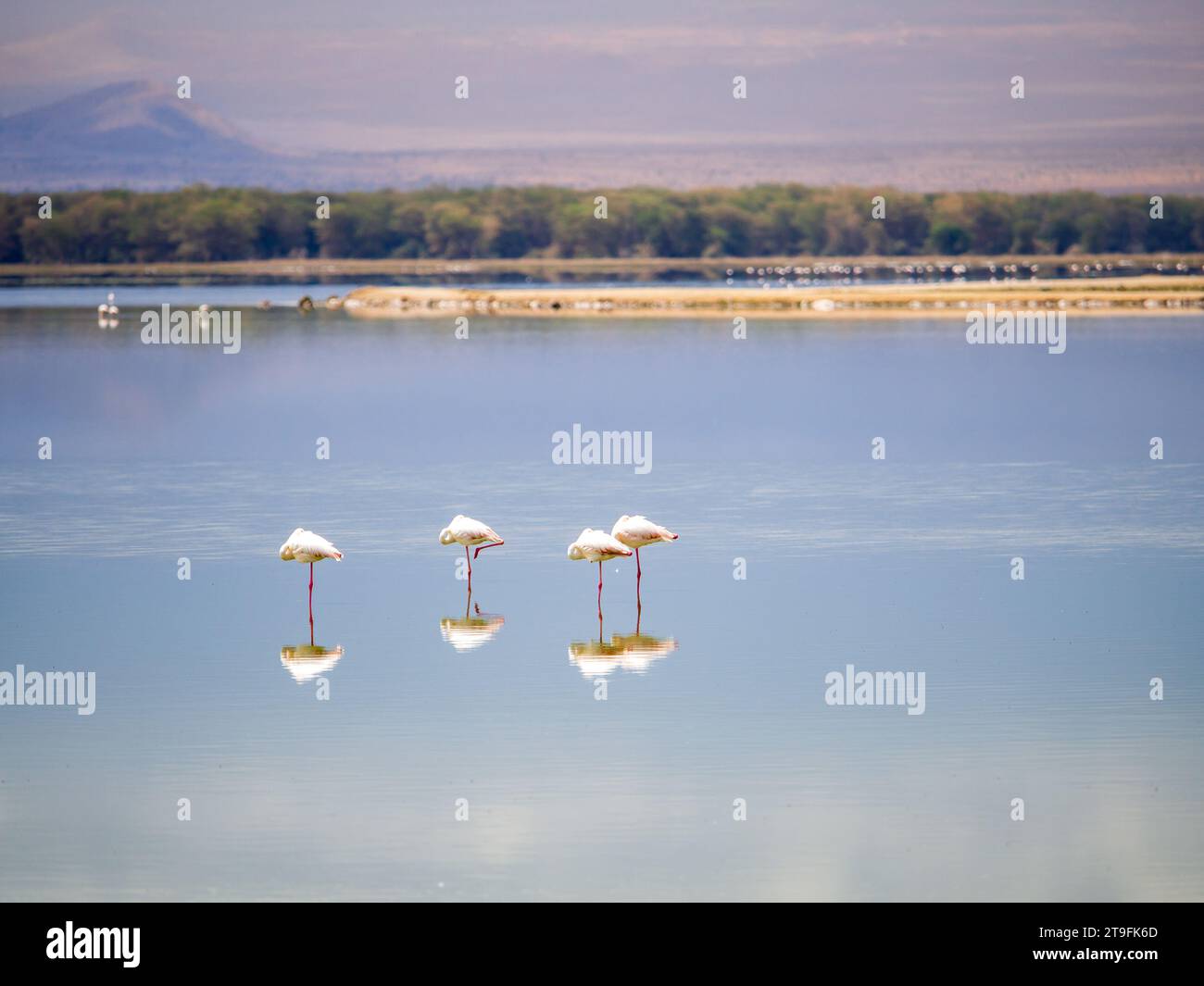 Pink Flamingos in Amboseli National Park, Kenya, Africa, October 2022 ...