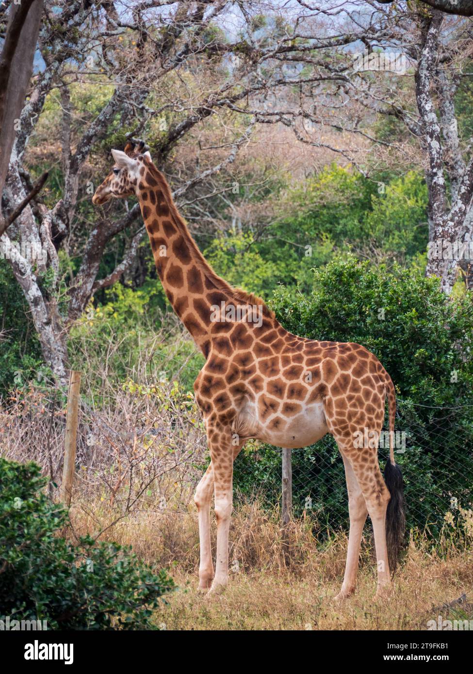 Rothschild giraffe has brown patches with darks spots developing inside ...