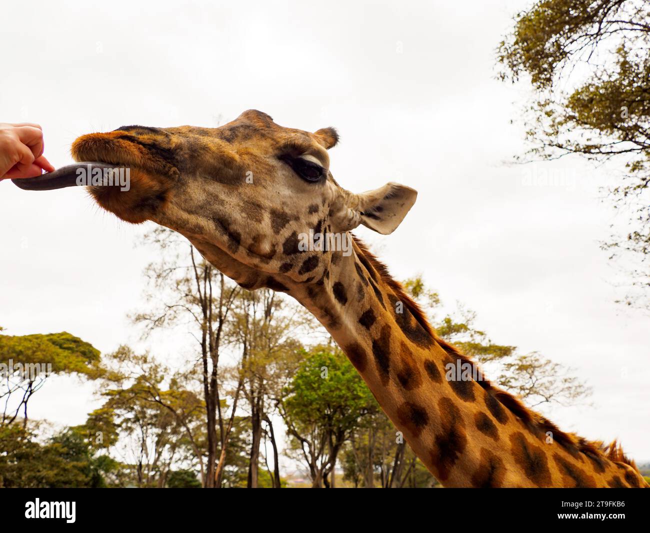 Rothschild's giraffe has brown patches with dark spots developing ...