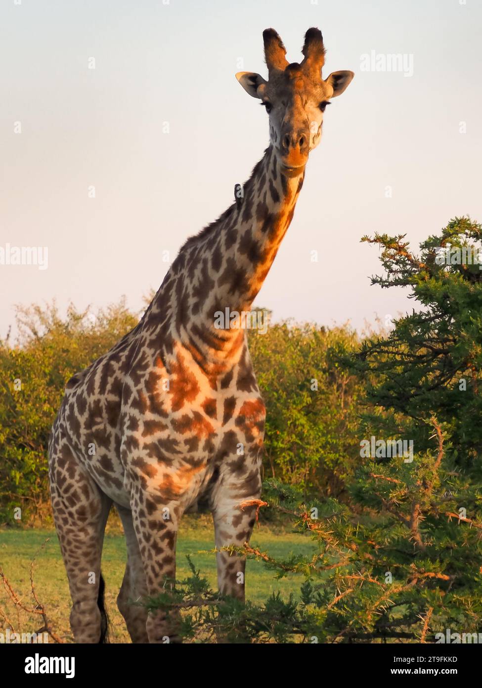 Maasai Giraffe has distinctive, irregular, jagged, star-like blotches ...